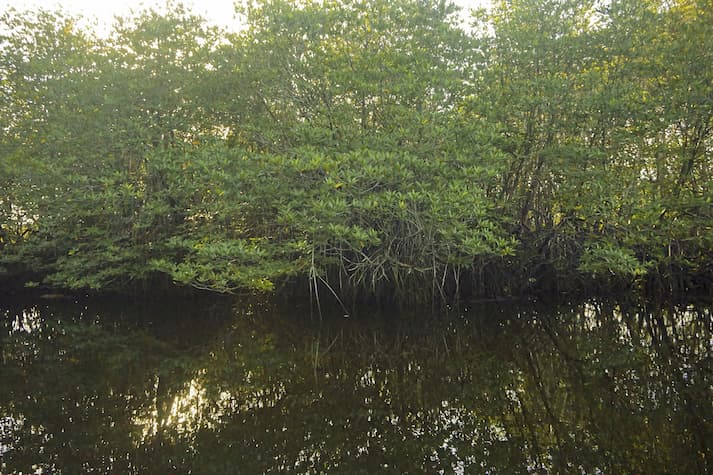 Mengenal Apa Itu Lahan Basah, Jenis, dan Manfaatnya