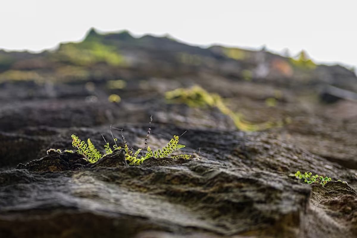 Lahan Gambut: Definisi dan Karakteristiknya