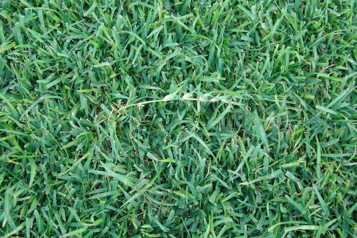 10 Jenis Rumput Taman untuk Pekarangan Rumah yang Cantik