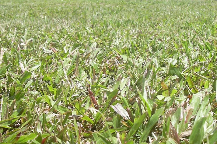 Jenis Rumput Lapangan Sepak Bola dan Cara Merawatnya