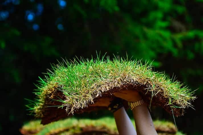 10 Jenis Rumput Taman untuk Pekarangan Rumah yang Cantik